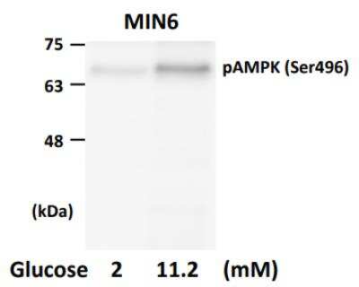 AMPK alpha 1 Antibodies: Novus Biologicals